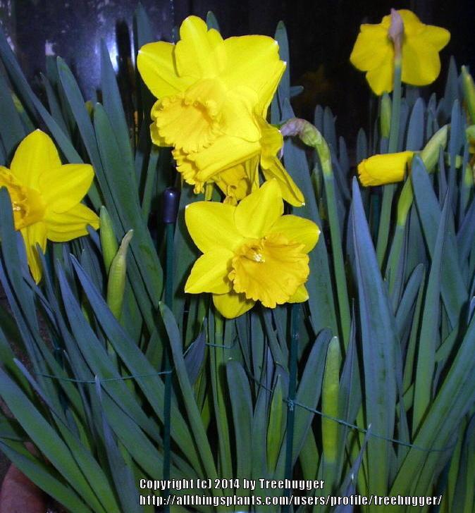 Trumpet Daffodil (Narcissus 'Arctic Gold') in the Daffodils Database ...