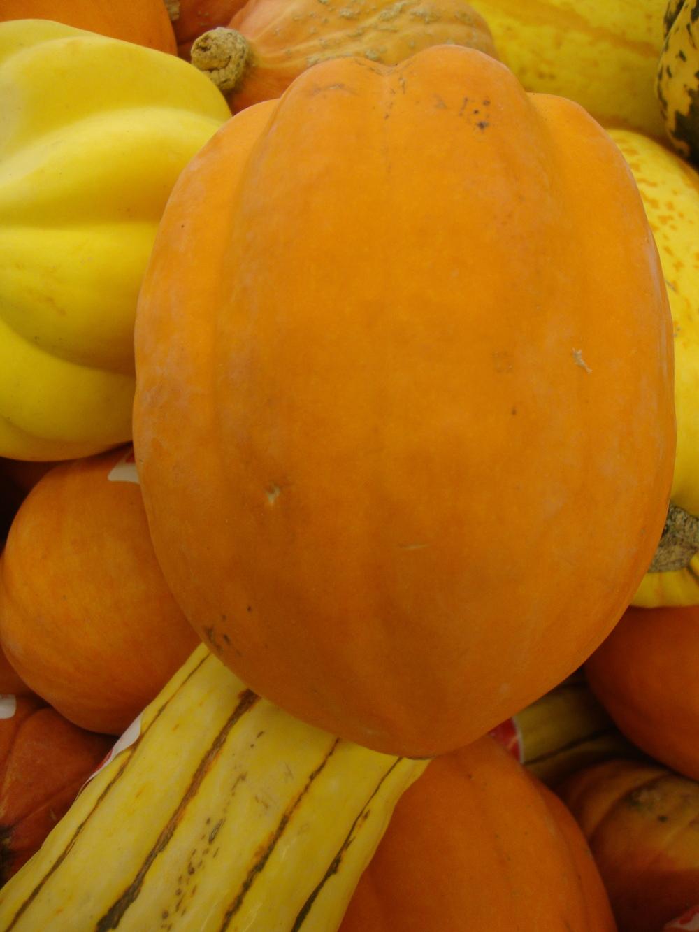 Winter Squash - Acorn (Cucurbita pepo 'Gill's Golden Pippin') in the ...