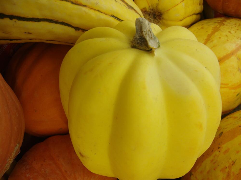 Winter Squash (Cucurbita pepo 'Swan White') in the Gourds, Squashes and ...