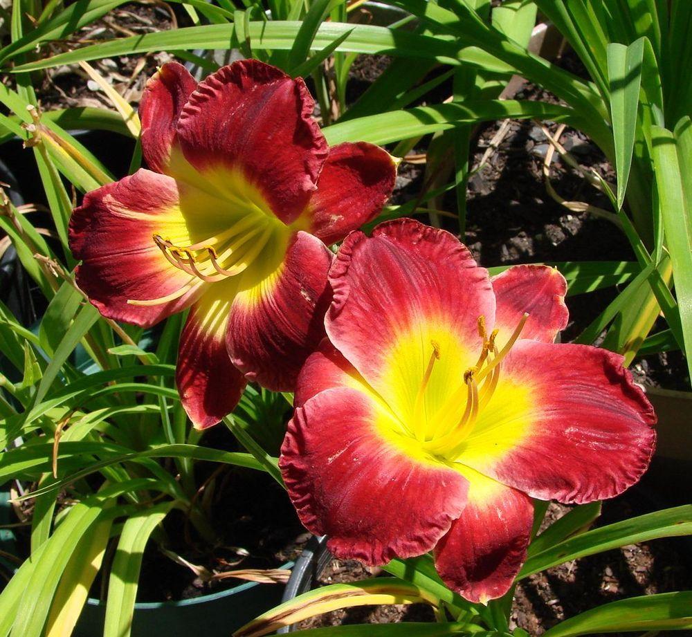 Photo of the bloom of Daylily (Hemerocallis 'Chinese Chariot') posted ...