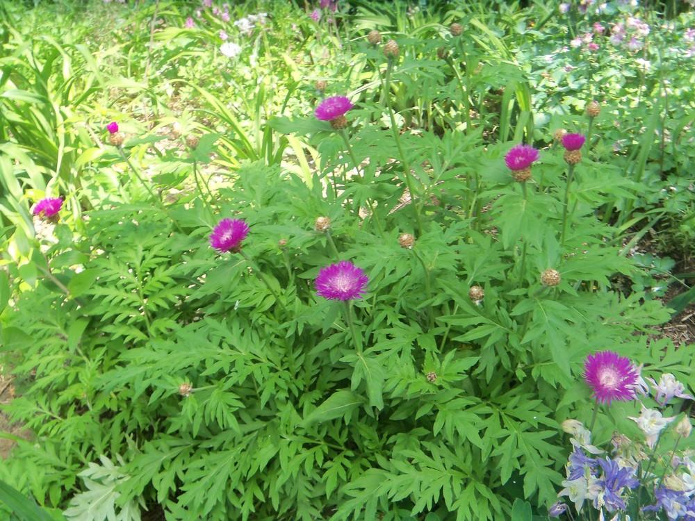 Photo of the entire plant of Pink Persian Cornflower (Psephellus ...