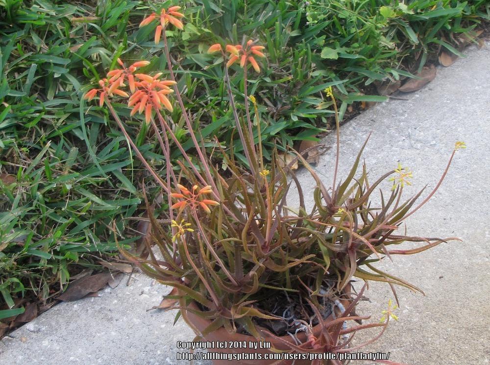 Photo of the entire plant of Aloe (Aloe jacksonii) posted by ...