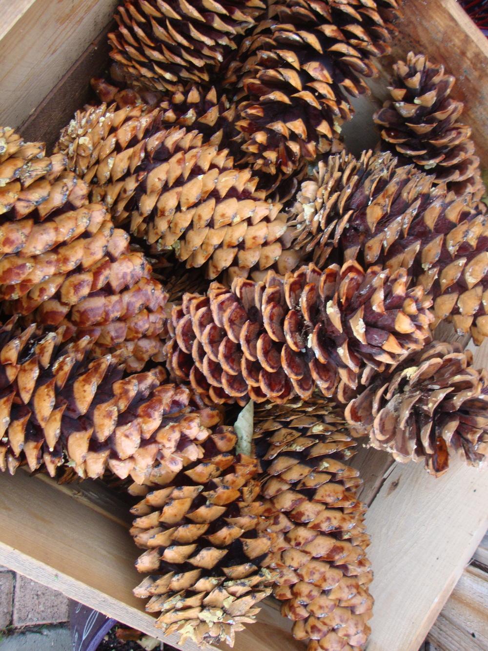 Sugar Pine (Pinus lambertiana) - Garden.org