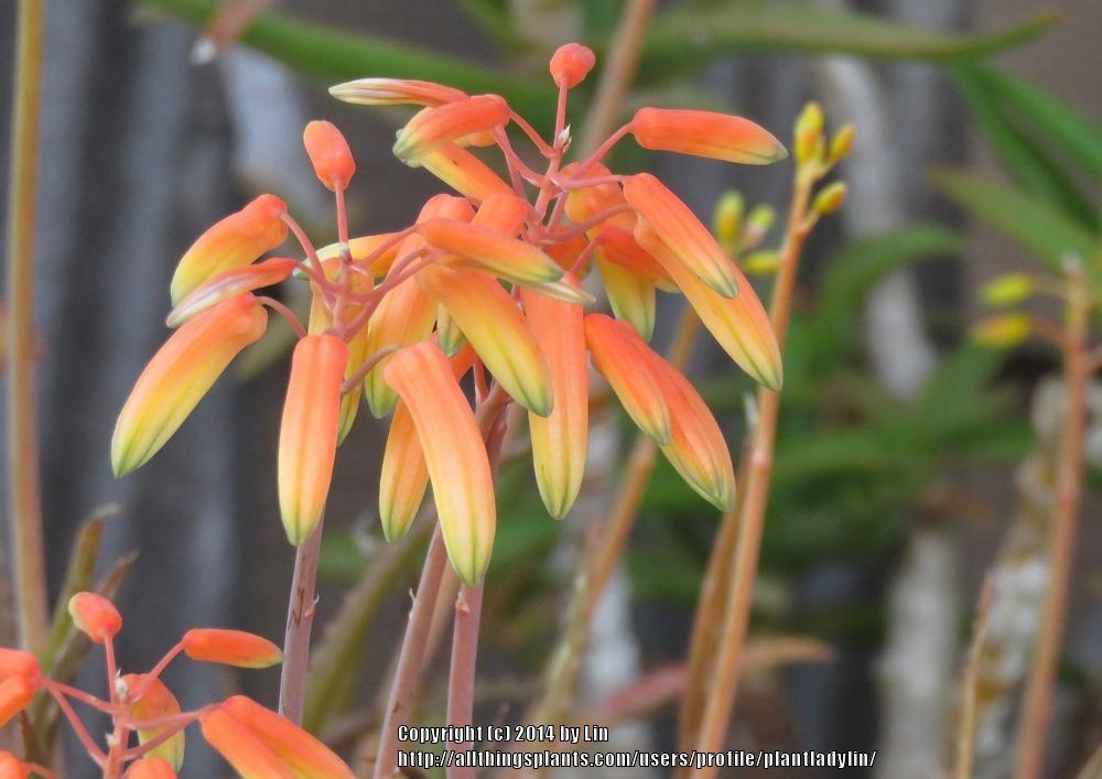 Photo of the closeup of buds, sepals and receptacles of Aloe (Aloe ...