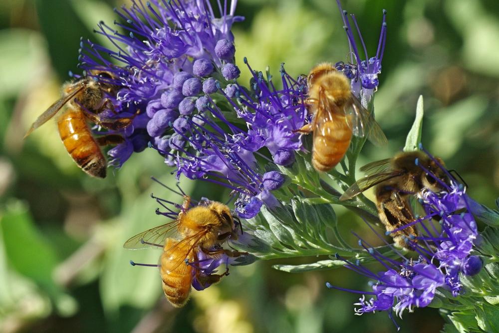 Bluebeard (Caryopteris x clandonensis 'Heavenly Blue') in the ...