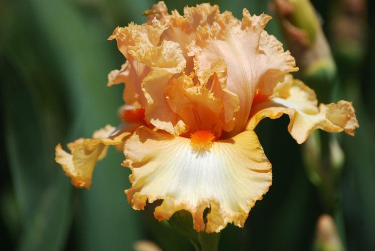 Photo of the bloom of Tall Bearded Iris (Iris 'Lace Legacy') posted by ...