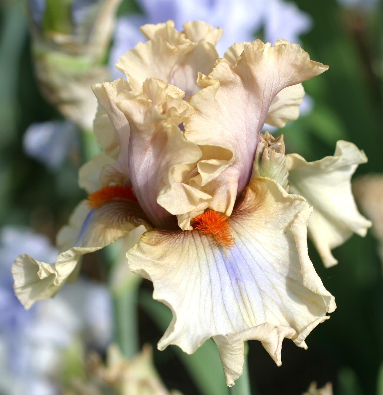Photo of the bloom of Tall Bearded Iris (Iris 'Amber Rainbow') posted ...