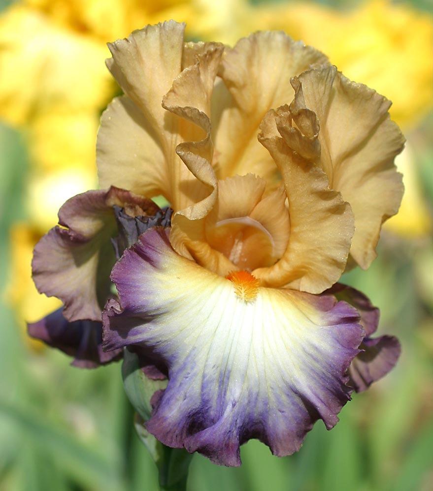Tall Bearded Iris (Iris 'Key to My Heart') in the Irises Database ...