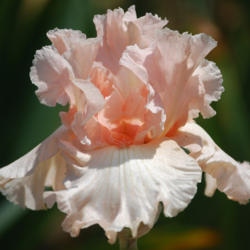 Tall Bearded Iris (Iris 'Her Pinkness') in the Irises Database - Garden.org