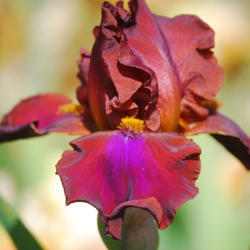 Photo of the bloom of Tall Bearded Iris (Iris 'Fan Flare') posted by ...