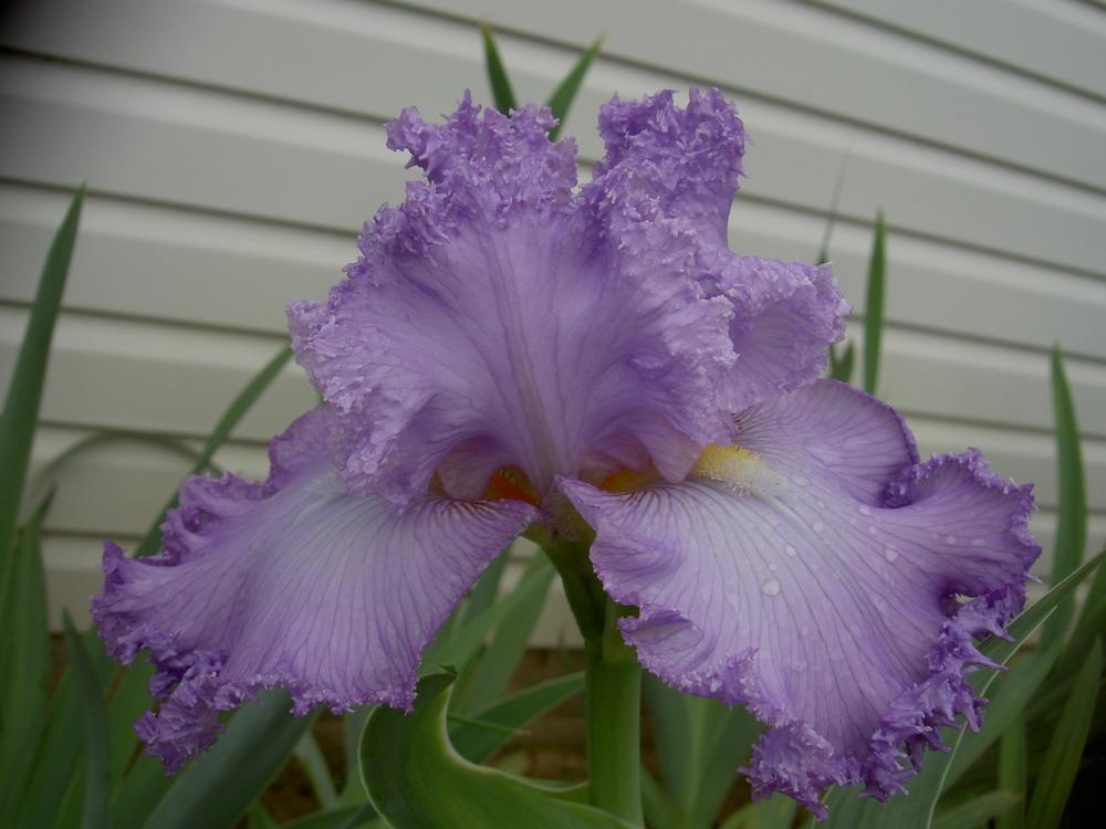 Photo of the bloom of Tall Bearded Iris (Iris 'Super Model') posted by ...