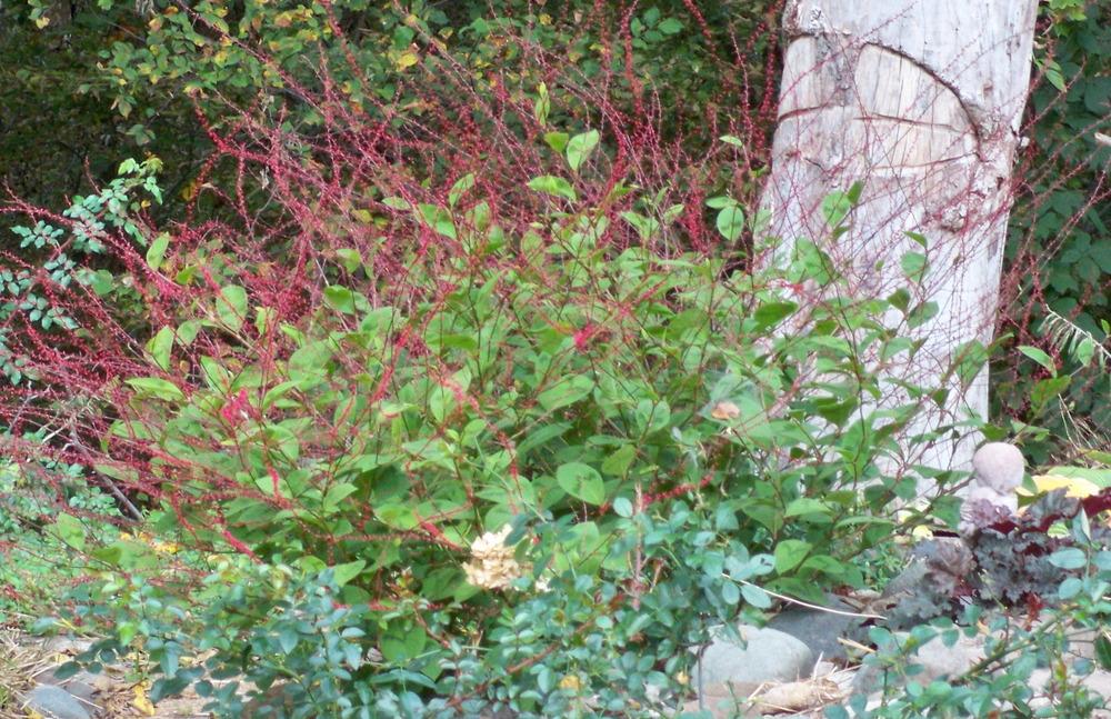 Photo of the entire plant of Variegated Knotweed (Persicaria virginiana ...