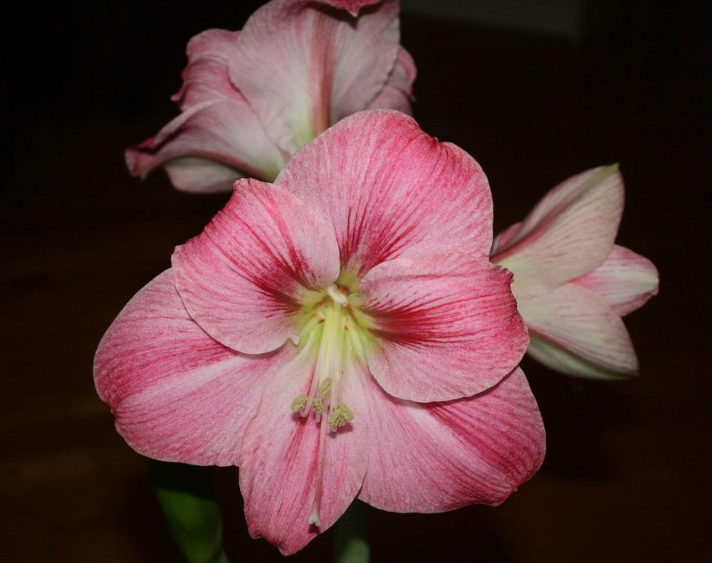 Photo of the bloom of Amaryllis (Hippeastrum 'Blushing Bride') posted ...