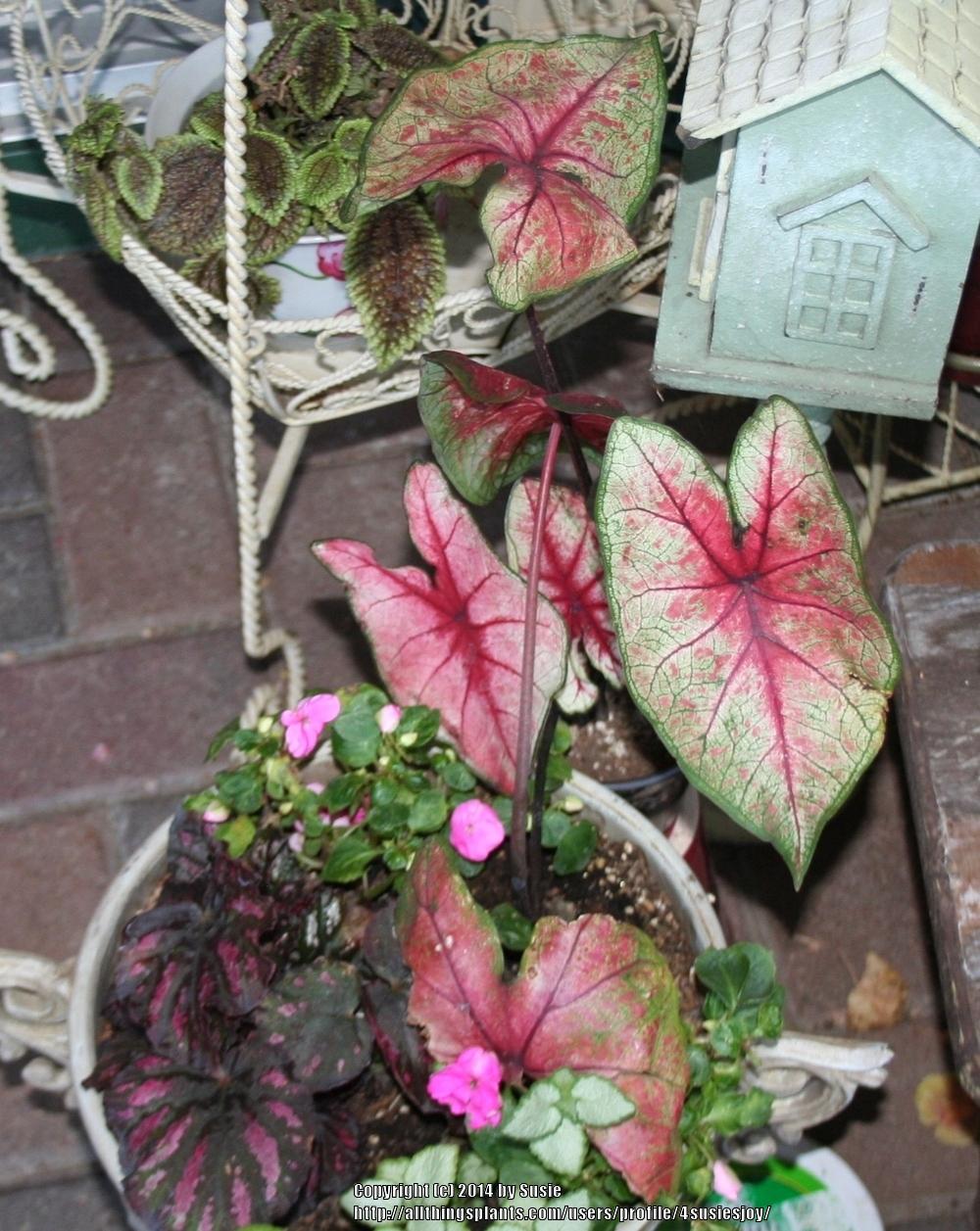 Fancy-leaf Caladium (Caladium 'Mrs. Arno Nehrling') in the Caladiums ...