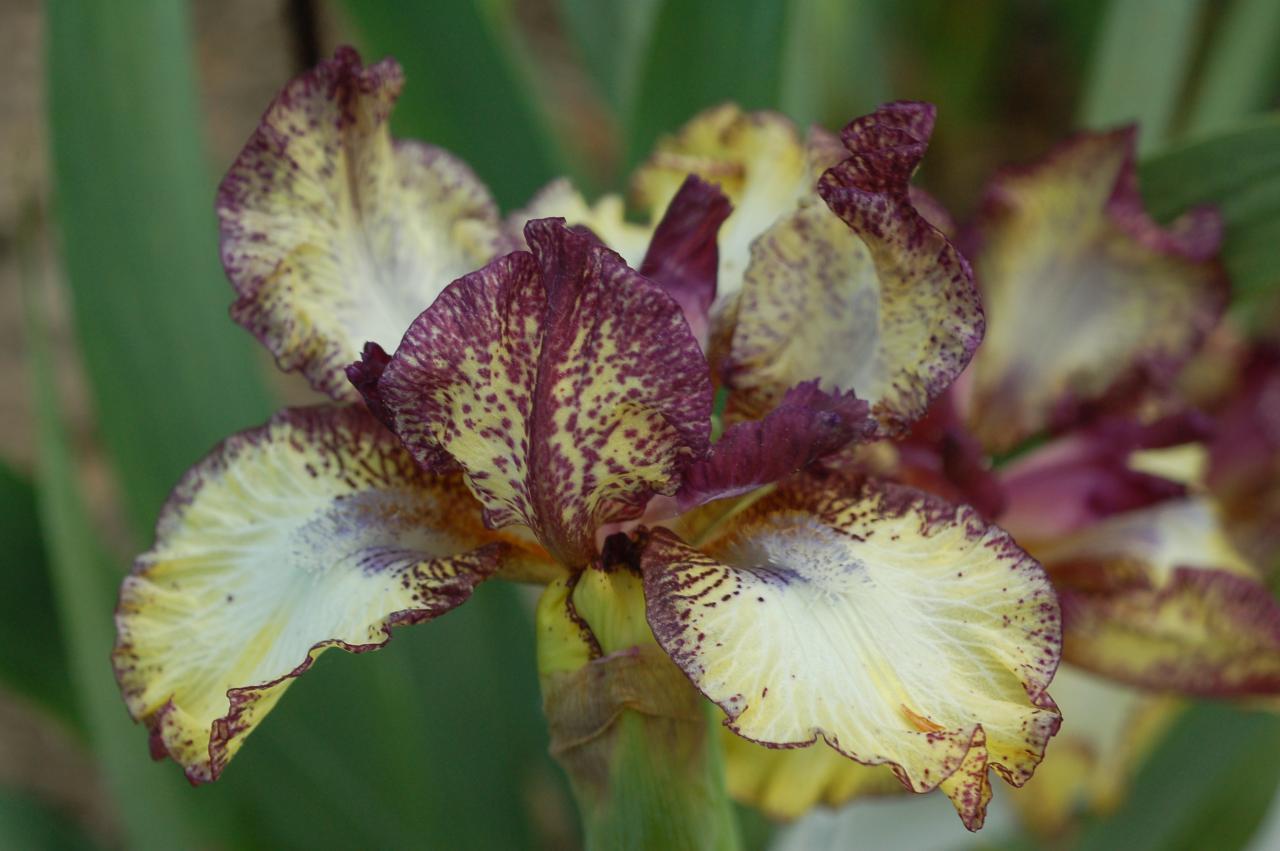 Standard Dwarf Bearded Iris (Iris 'Woad Toad') in the Irises Database ...