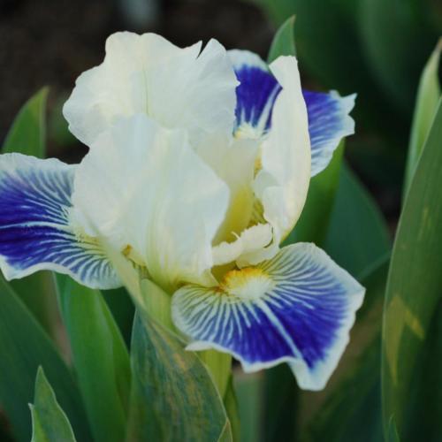 Standard Dwarf Bearded Iris (Iris 'Dazzle Baby') in the Irises Database ...