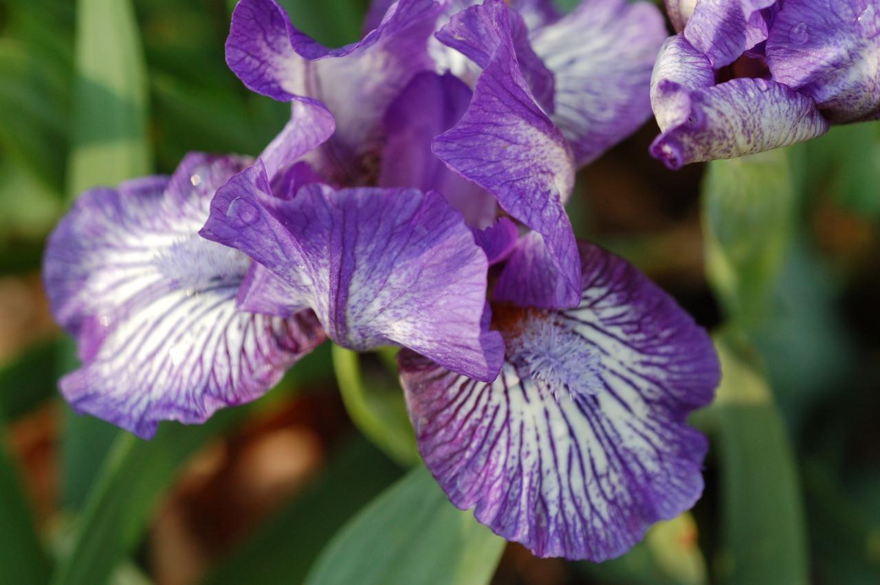 Standard Dwarf Bearded Iris (Iris 'Chubby Spider') in the Irises ...