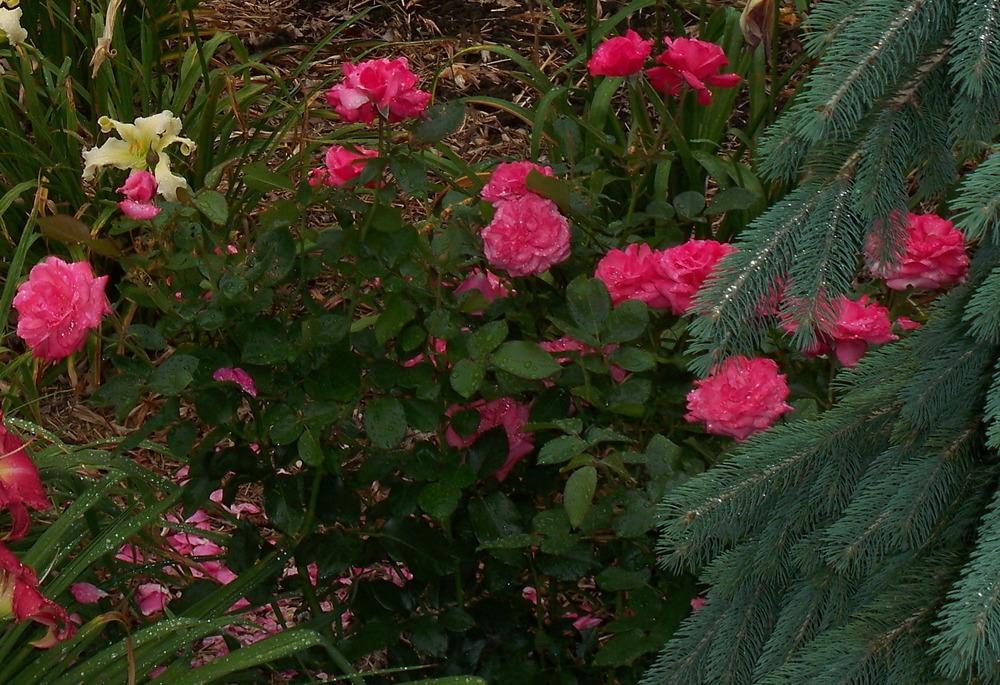 Photo of the entire plant of Rose (Rosa 'Grandma's Blessing') posted by ...