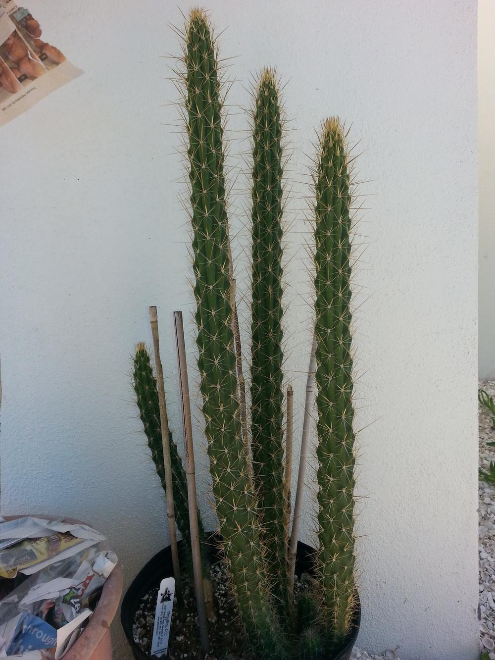 Photo of the entire plant of Prickly Applecactus (Harrisia fragrans ...