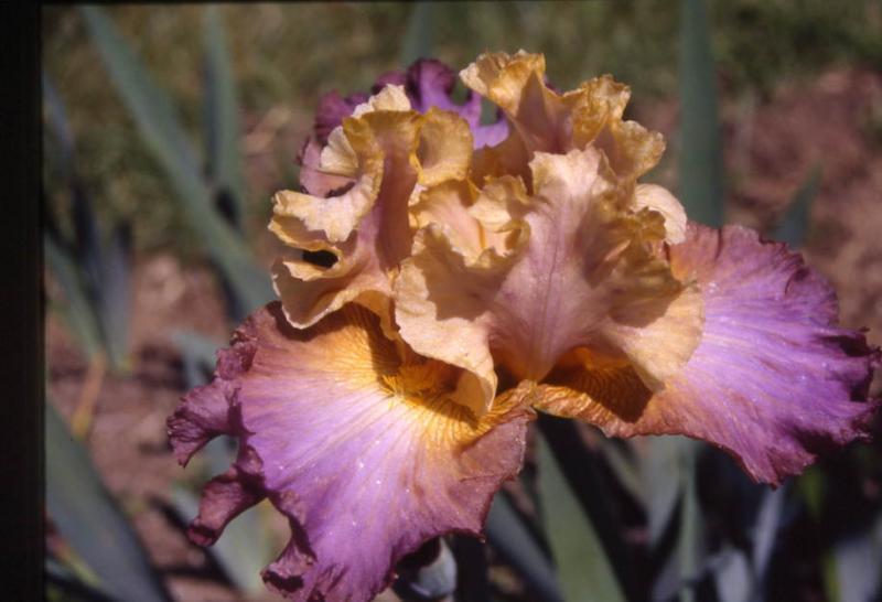 Tall Bearded Iris (Iris 'Orion's Gate') in the Irises Database - Garden.org