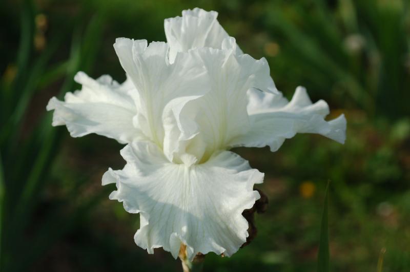 Tall Bearded Iris (Iris 'Momma's Angel') in the Irises Database ...