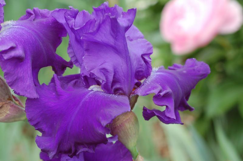 Tall Bearded Iris (Iris 'Evergreen') in the Irises Database - Garden.org