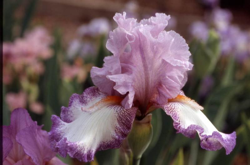 Tall Bearded Iris (Iris 'Earth Girl') in the Irises Database - Garden.org
