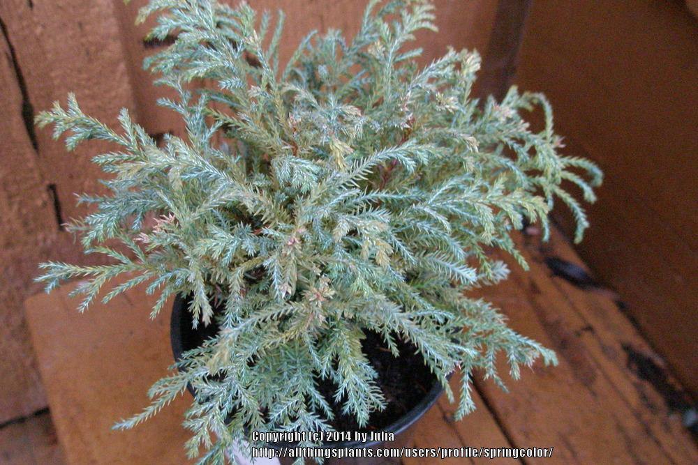 Sawara False Cypress (Chamaecyparis pisifera 'Snow') - Garden.org