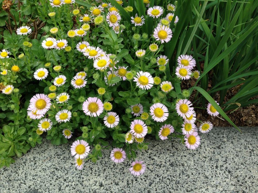 Photo of the entire plant of Erigeron glaucus 'Wayne Roderick' posted ...