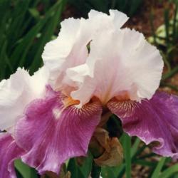 Photo of the bloom of Tall Bearded Iris (Iris 'Robin of Loxley') posted ...