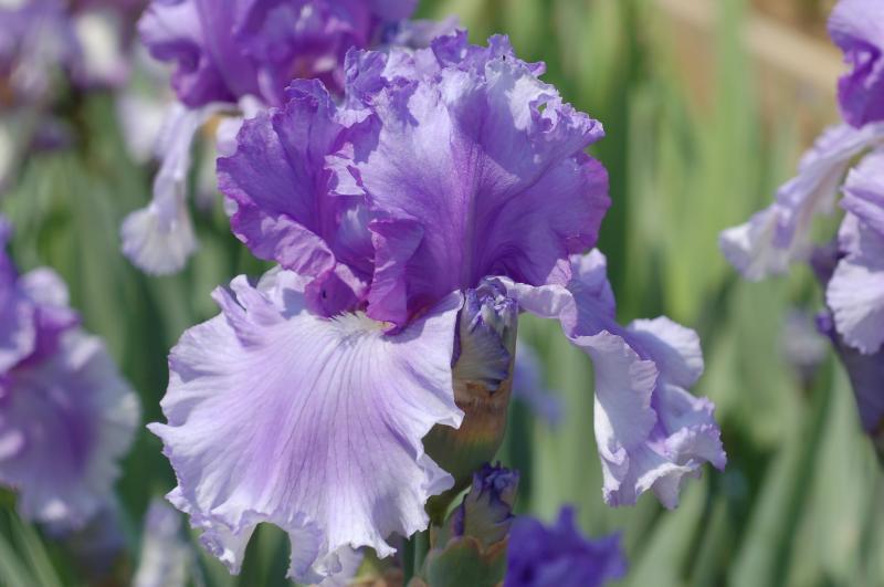 Photo of the bloom of Tall Bearded Iris (Iris 'Pretty Morning') posted ...