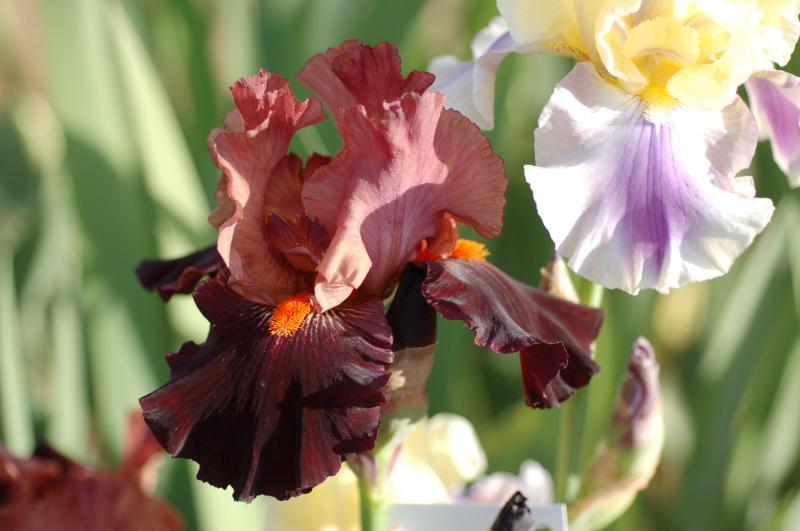 Border Bearded Iris (Iris 'Tina Louise') in the Irises Database ...
