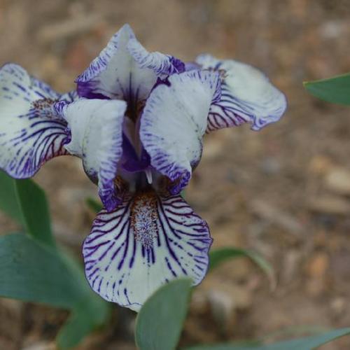 Miniature Dwarf Bearded Iris (Iris 'Spiderweb') in the Irises Database ...