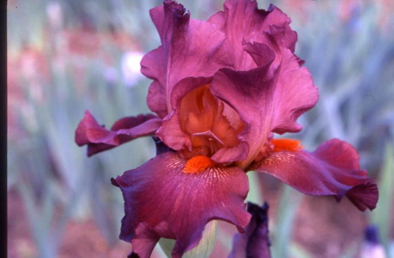 Tall Bearded Iris (Iris 'Will Scarlet') in the Irises Database - Garden.org