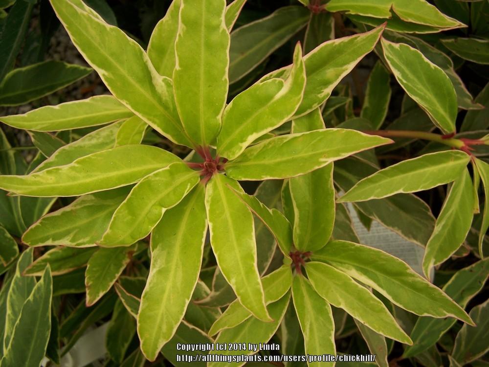 Florida Anise (Illicium floridanum 'Pink Frost') - Garden.org
