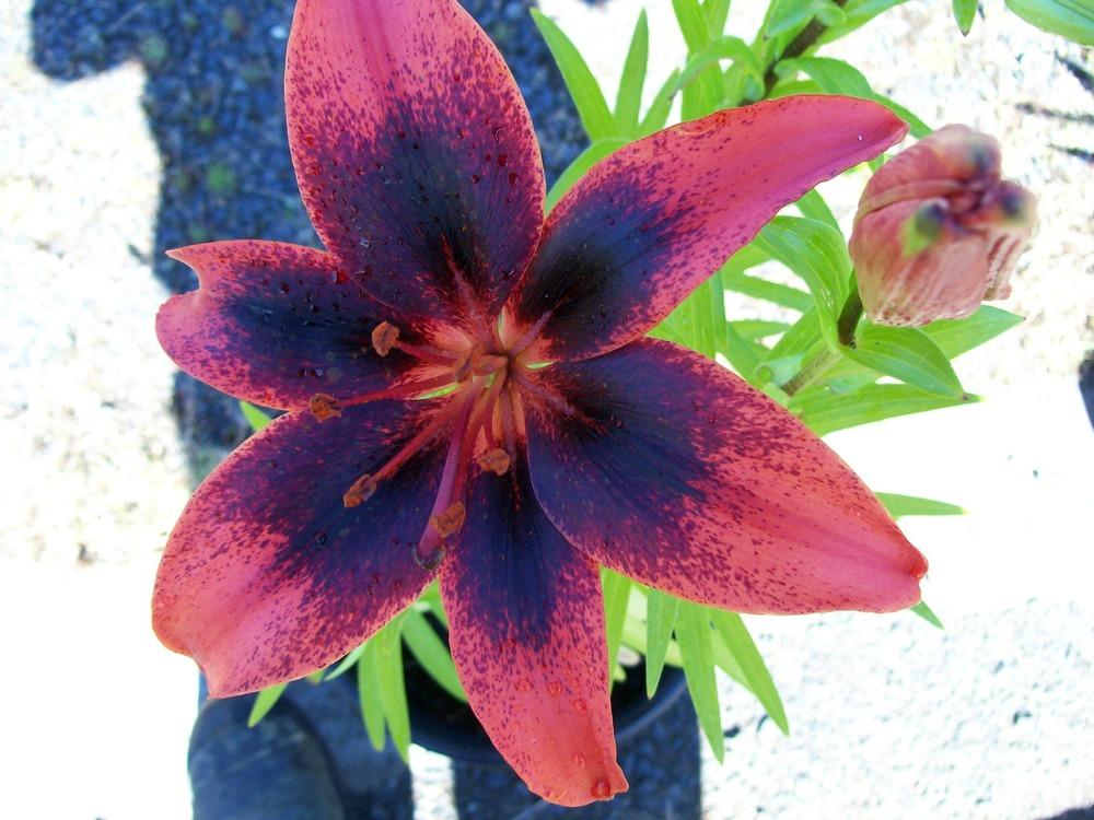 Photo of the bloom of Lily (Lilium 'London Heart') posted by gwhizz ...