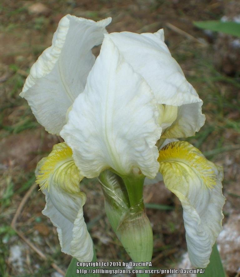 Intermediate Bearded Iris (Iris 'King Christian') in the Irises ...