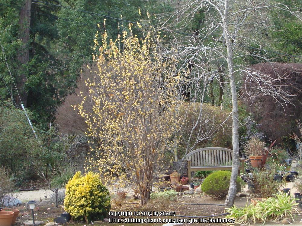 Photo of the entire plant of Fragrant Wintersweet Tree (Chimonanthus ...