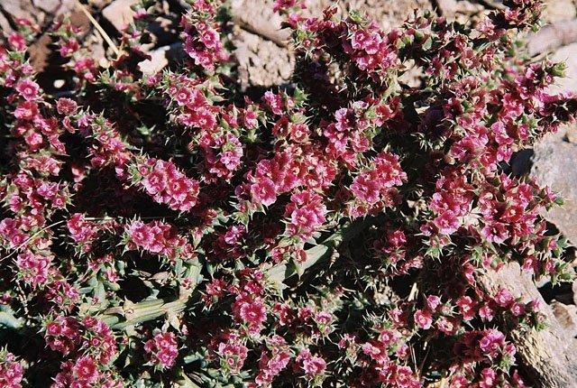Tumbleweed (Salsola kali) - Garden.org