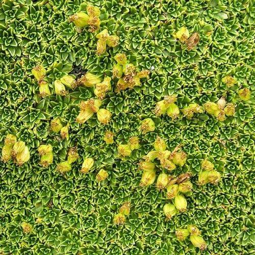 Yareta (Azorella compacta) - Garden.org