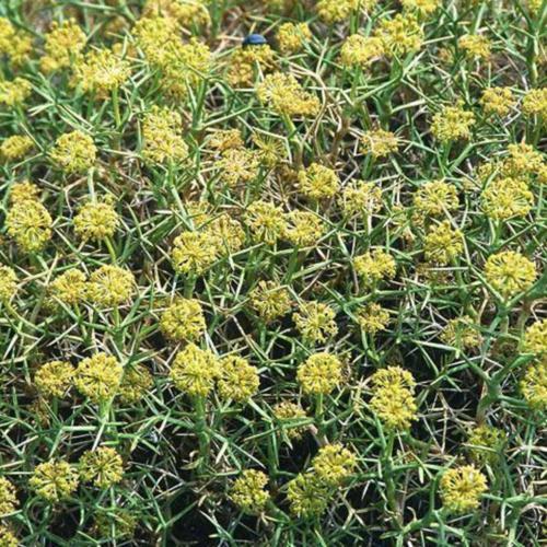 Azorella prolifera - Garden.org