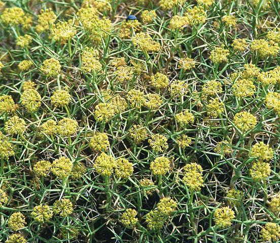 Azorella prolifera - Garden.org