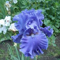 Photo of the bloom of Tall Bearded Iris (Iris 'Sea Power') posted by ...