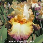 Photo of the bloom of Tall Bearded Iris (Iris 'Expect Wonders') posted ...