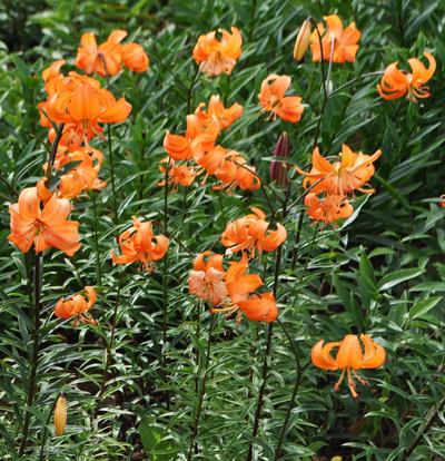 Lily (Lilium 'Fairy Princess') in the Lilies Database - Garden.org