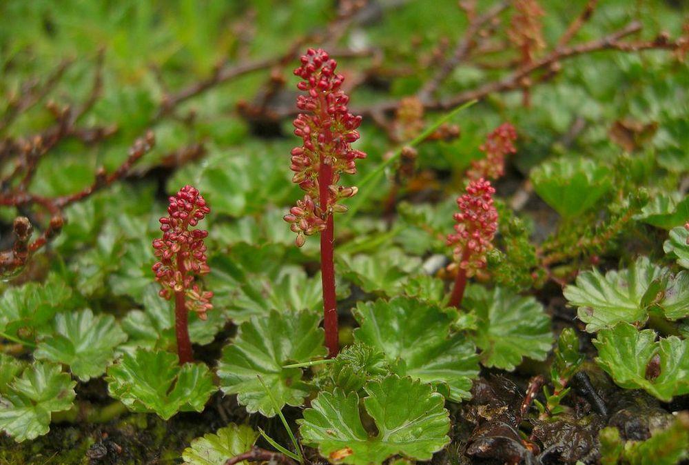 Gunnera (Gunnera magellanica) - Garden.org