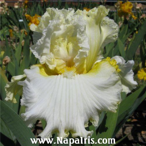 Photo of the bloom of Tall Bearded Iris (Iris 'Material Girl') posted ...