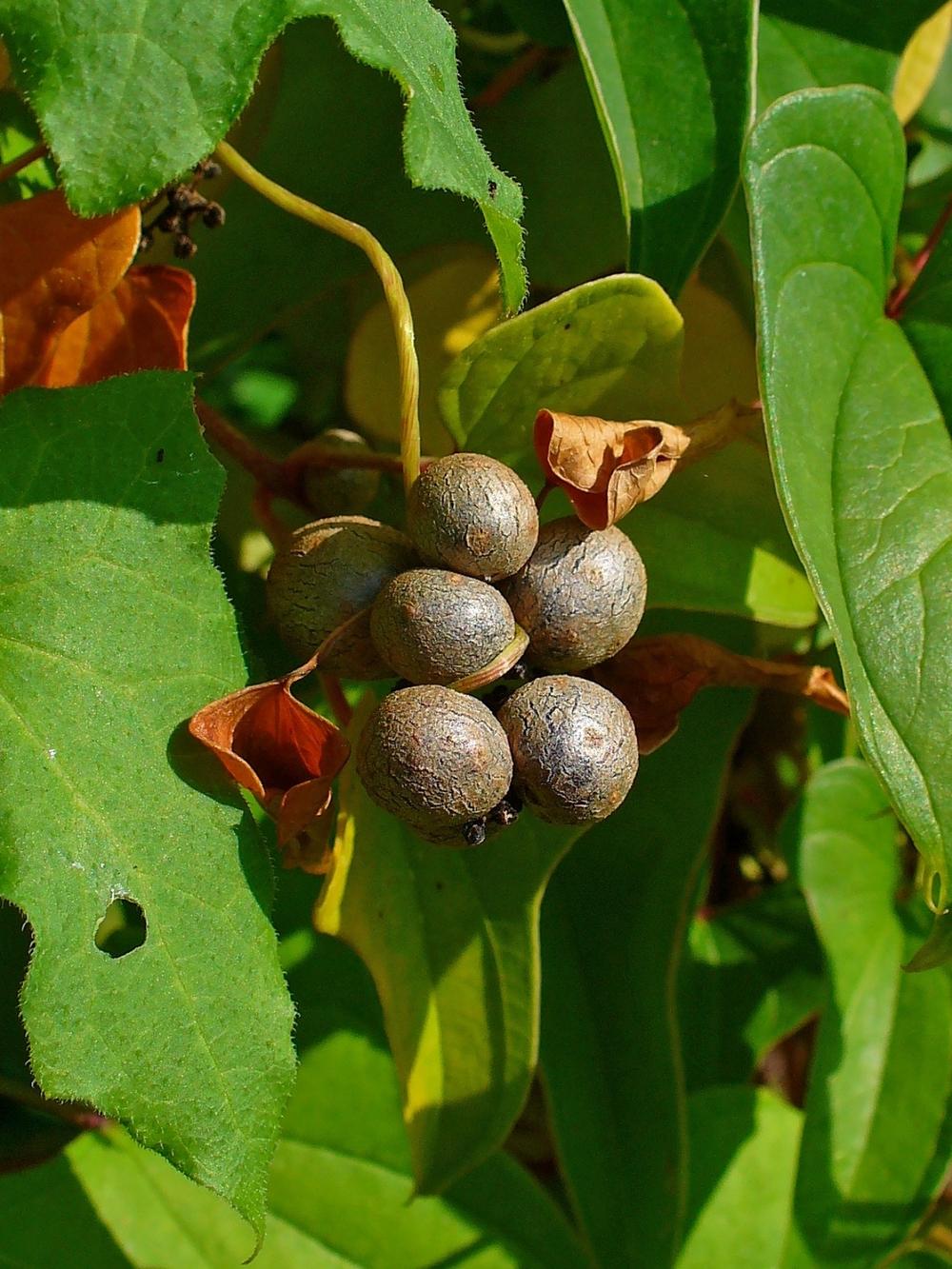 Photo of the fruit of Chinese Wild Yam (Dioscorea oppositifolia) posted ...