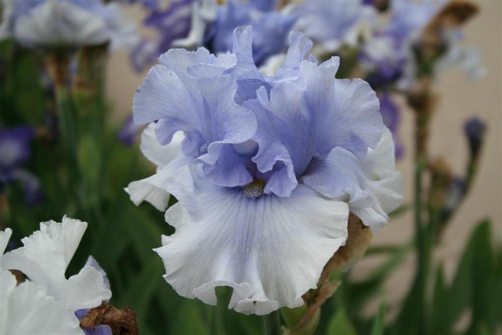 Tall Bearded Iris (Iris 'T-Rex') in the Irises Database - Garden.org