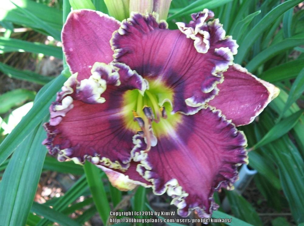 Photo of the bloom of Daylily (Hemerocallis 'Berry Delicious') posted by kimkats - Garden.org